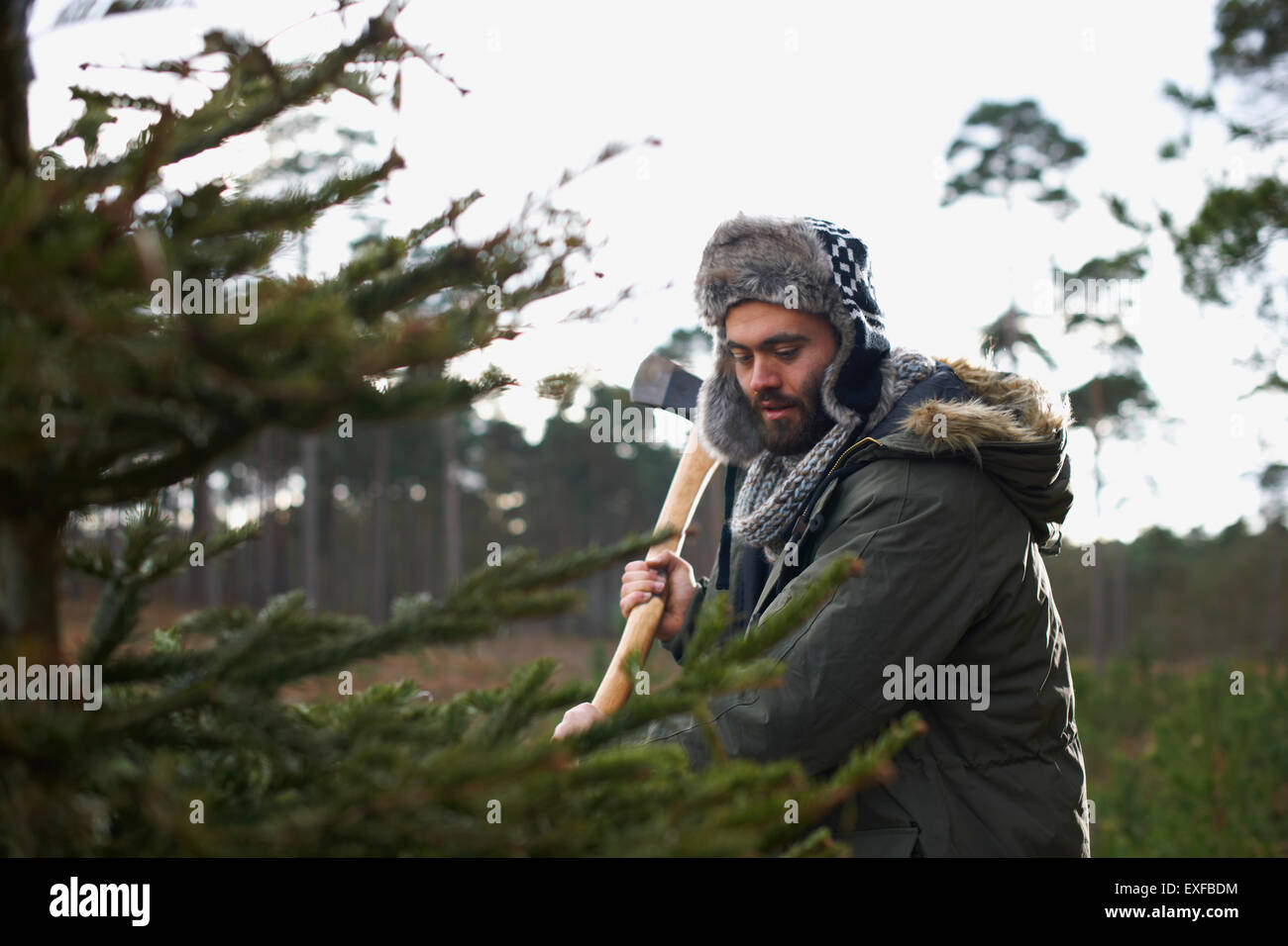 Young man chopping Christmas tree in forest Stock Photo - Alamy