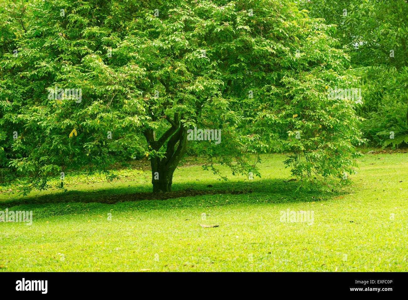 Tree grass hi-res stock photography and images - Alamy