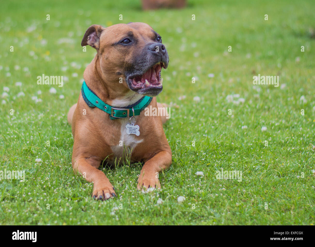 Can Staffordshire Bull Terrier Be Red