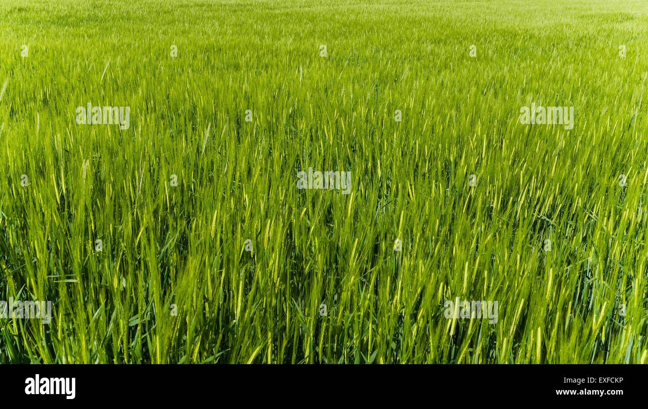 fields of crop Stock Photo - Alamy