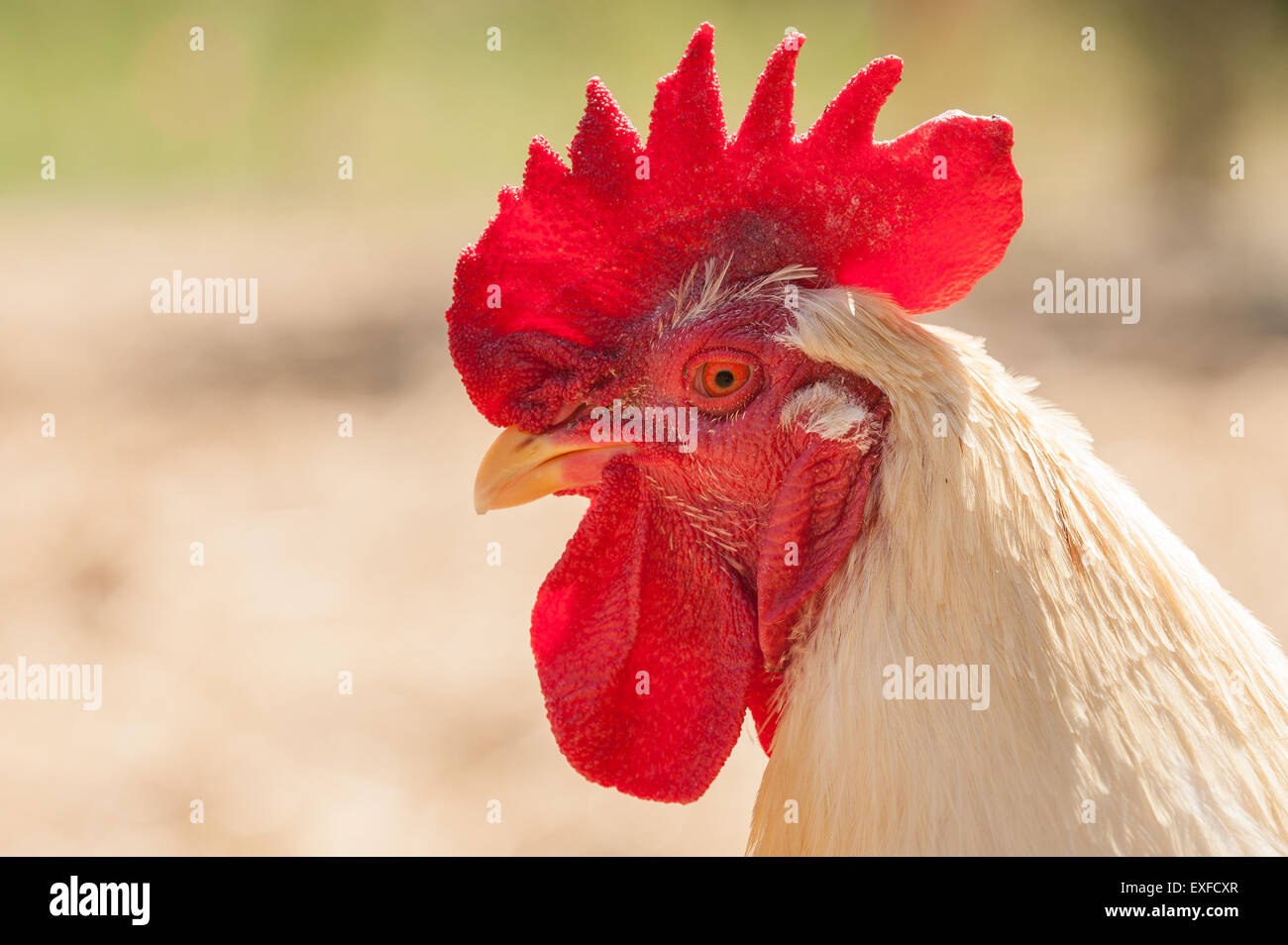 male leghorn breed of chicken a rich chestnut red scarlet magnificent ...