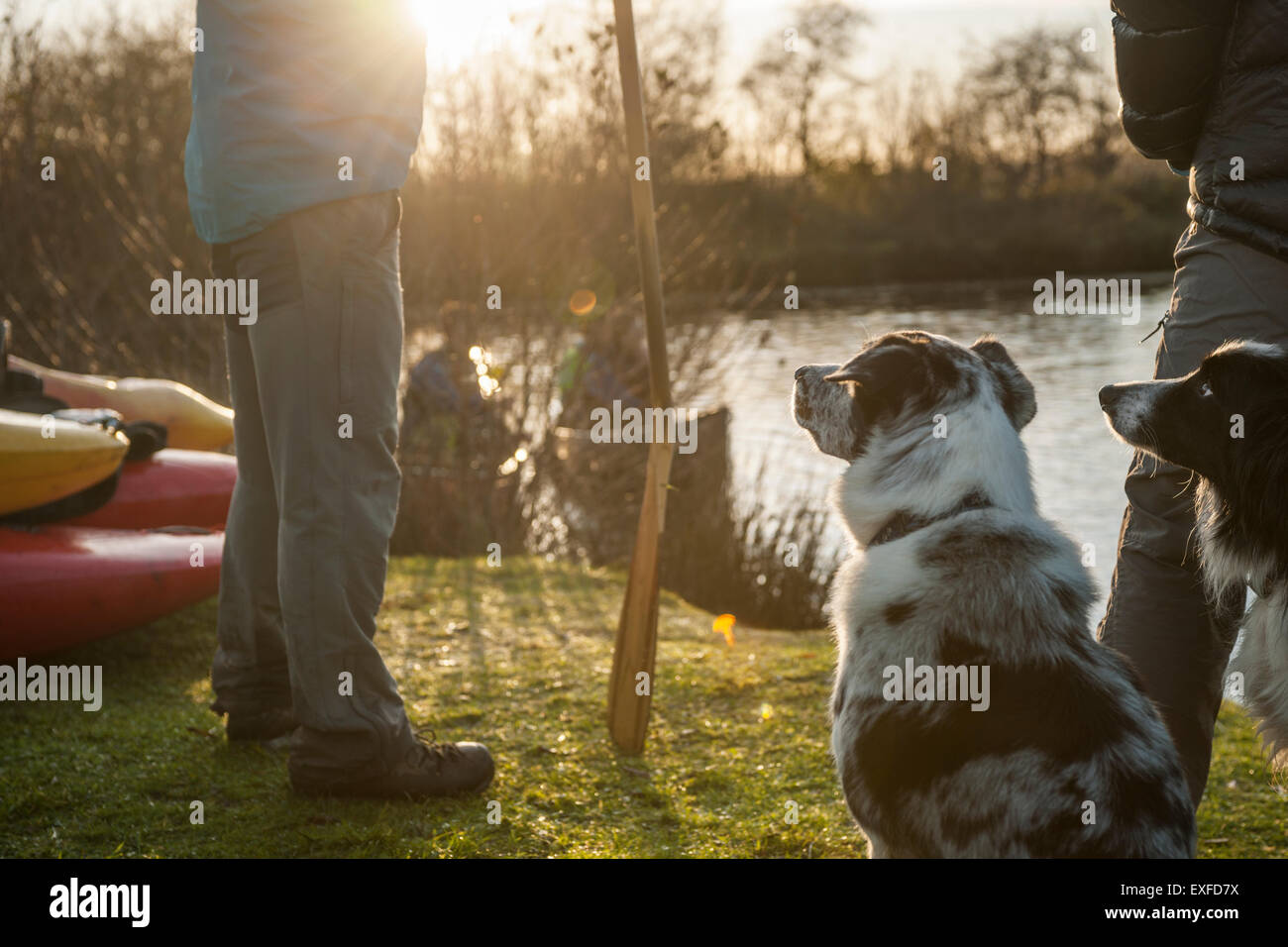 Dog point section hi-res stock photography and images - Alamy