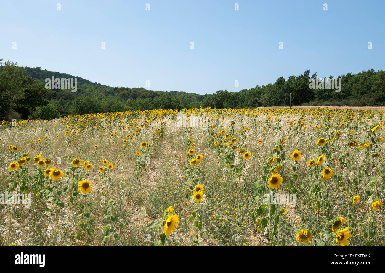 A field of sunflowers, Provence France EU Stock Photo - Alamy