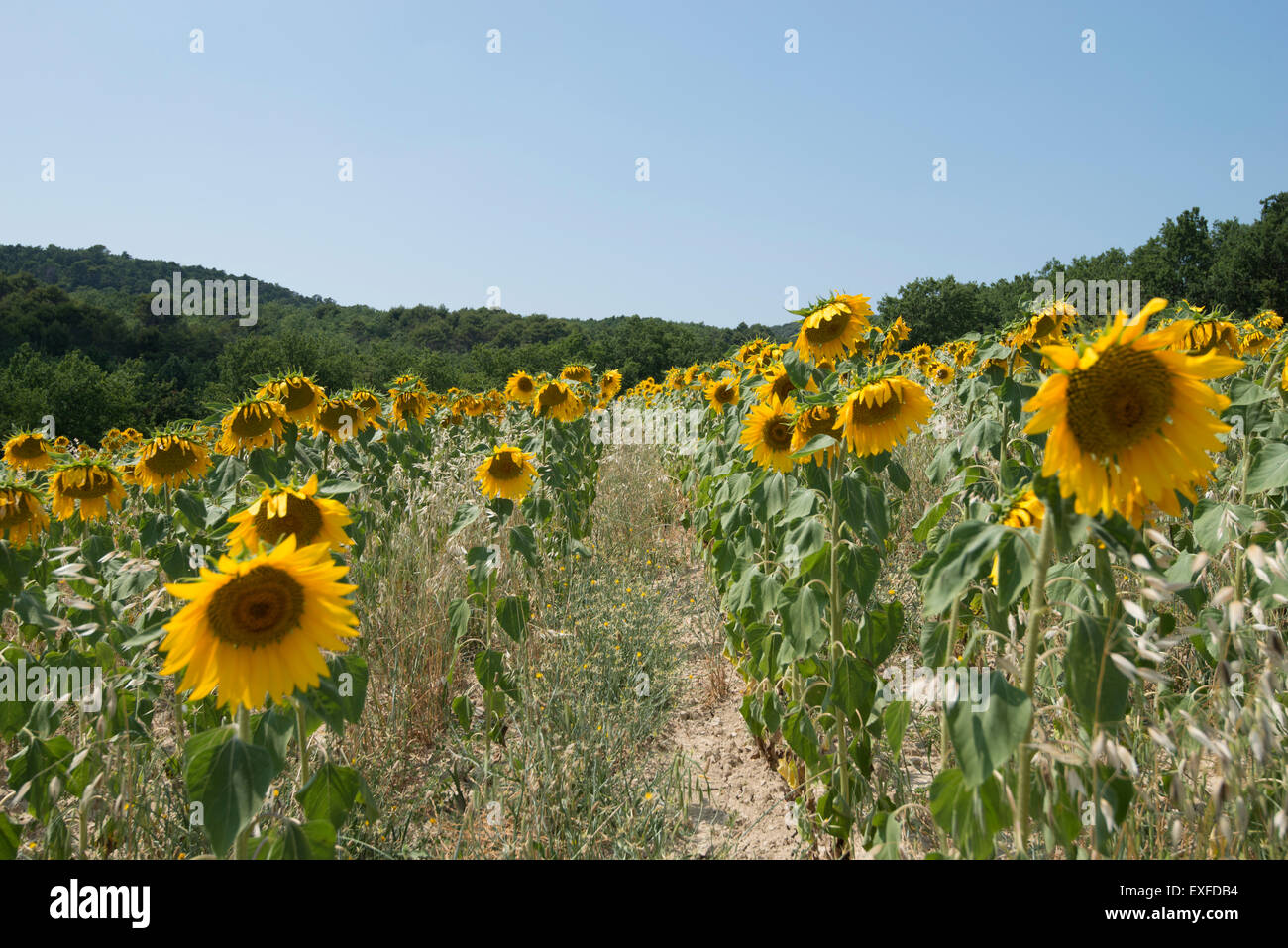 A field of sunflowers, Provence France EU Stock Photo - Alamy