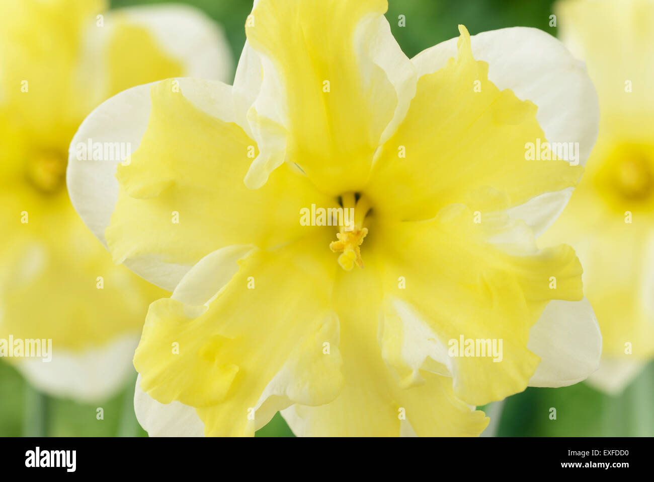 Narcissus cassata daffodil hi-res stock photography and images - Alamy