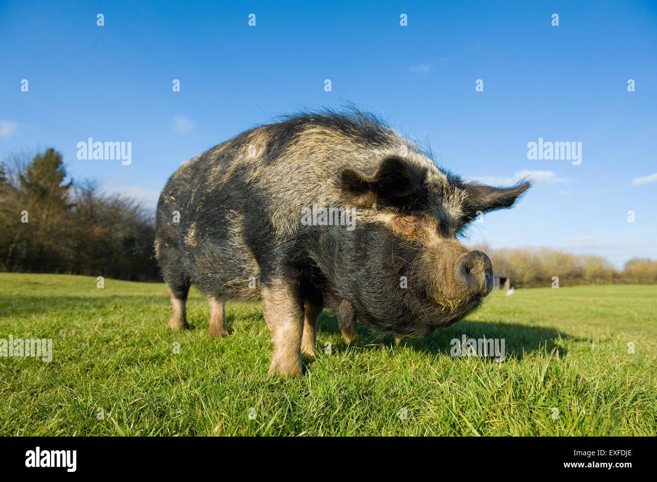 Vietnamese Pot-Bellied Pig Stock Photo - Alamy