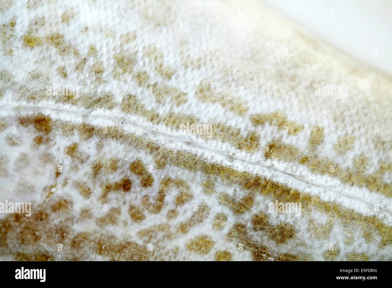 Fish skin pattern hi-res stock photography and images - Alamy