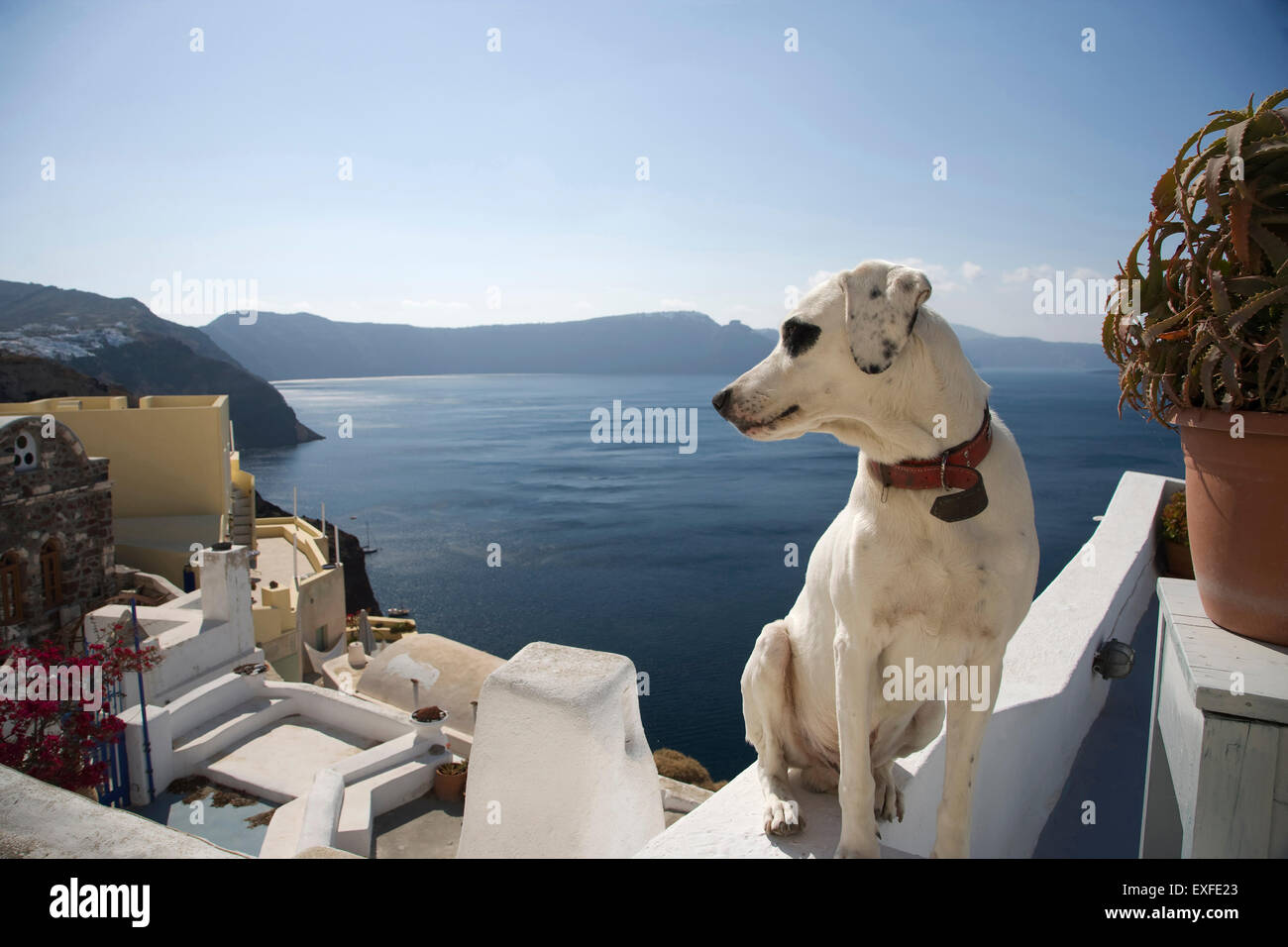 Dog looking over his shoulder hi-res stock photography and images - Alamy