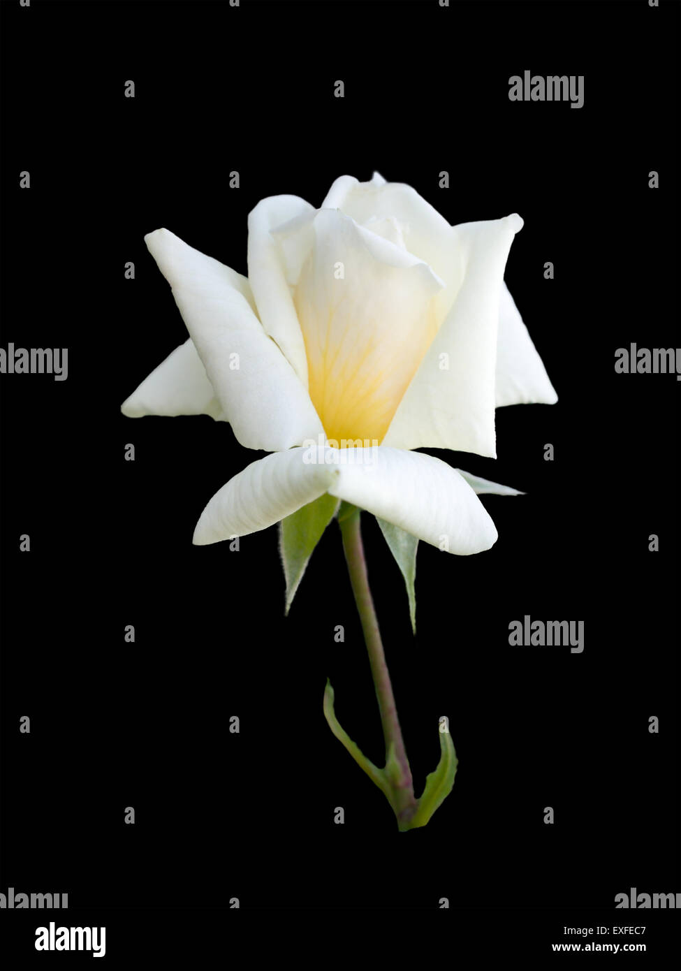 Stemlet hi-res stock photography and images - Alamy