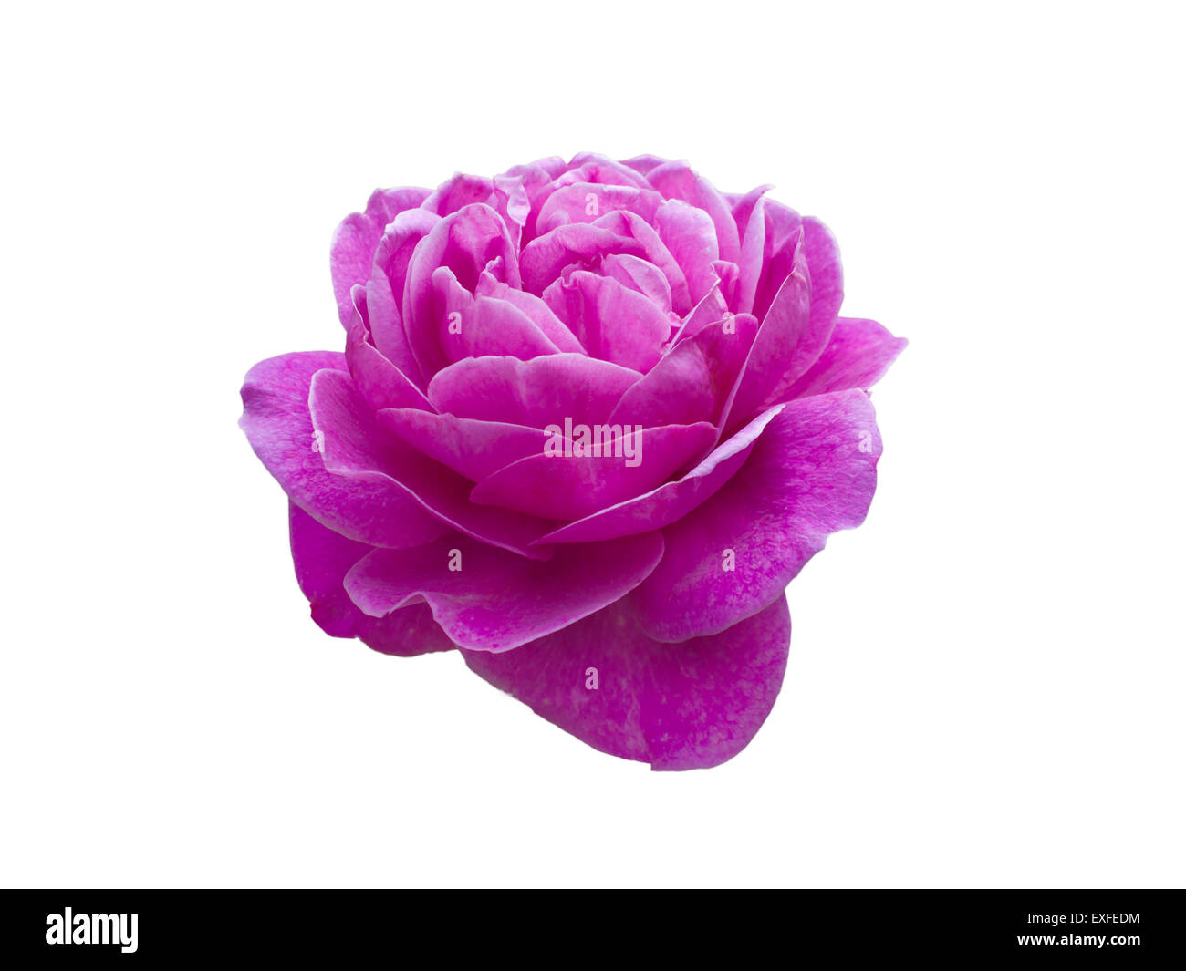bright beautiful pink rose Stock Photo - Alamy