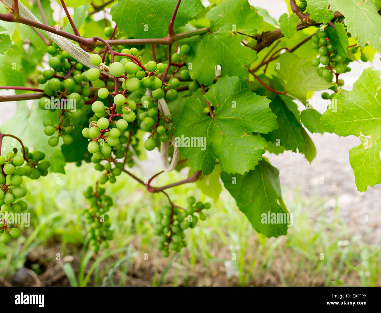 Bunches of wild growing grapes hanging from a vine Stock Photo - Alamy
