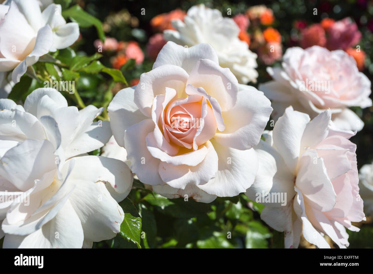 Beautiful white to pink hybrid tea rose, Rosa Chandos Beauty 'Harmisty ...