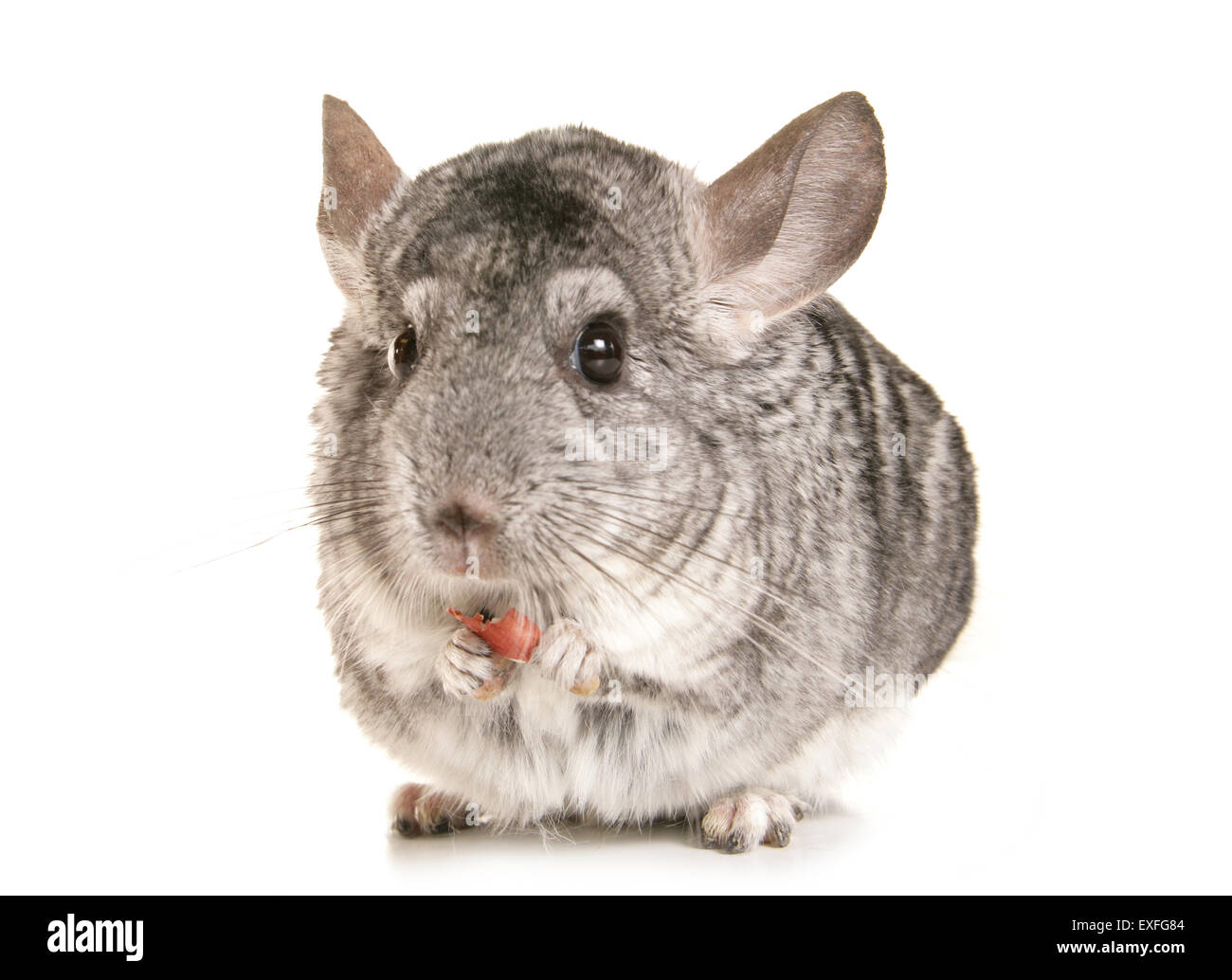 Chinchilla lanigera hi-res stock photography and images - Alamy