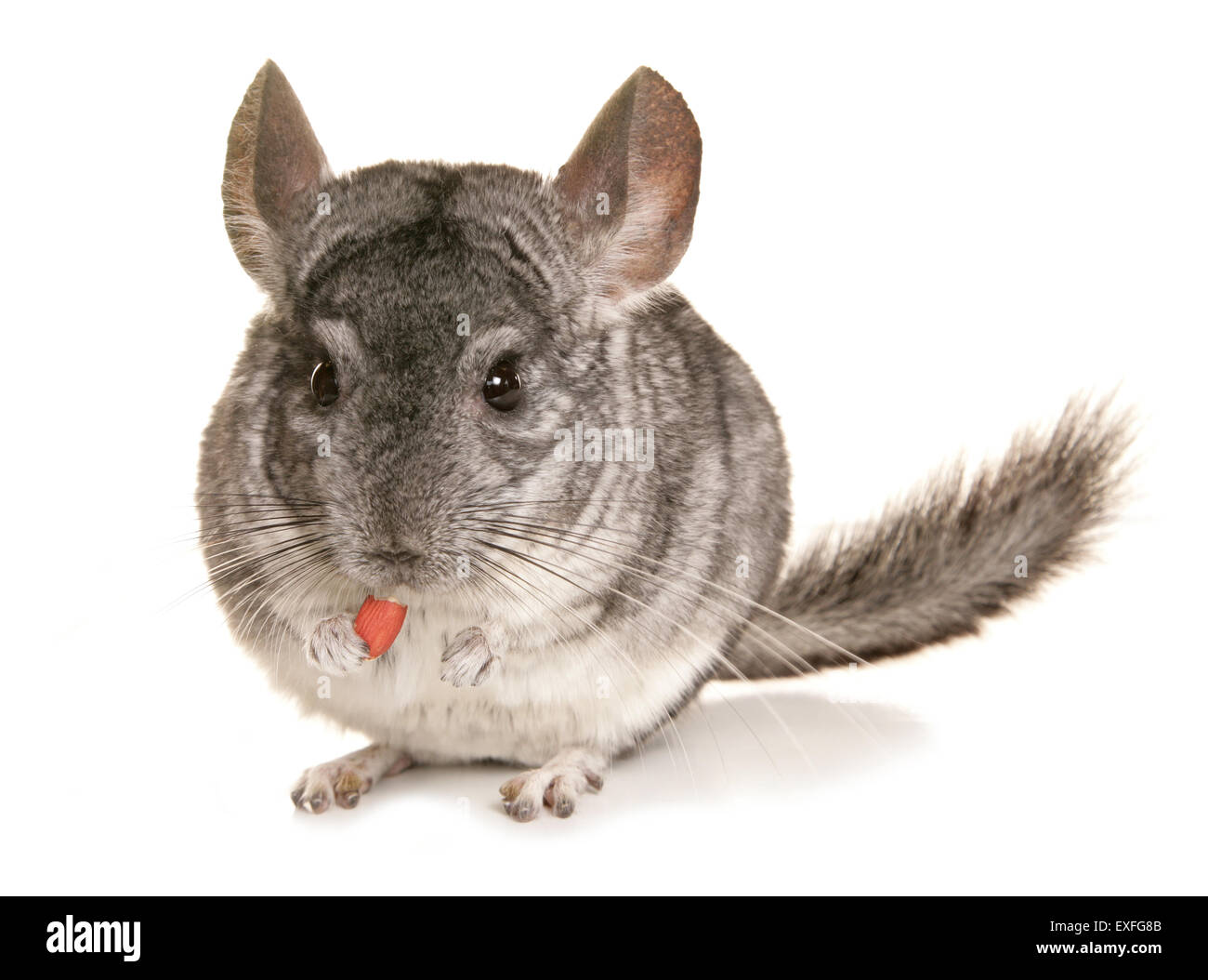 Chinchilla lanigera single adult in a studio Stock Photo - Alamy