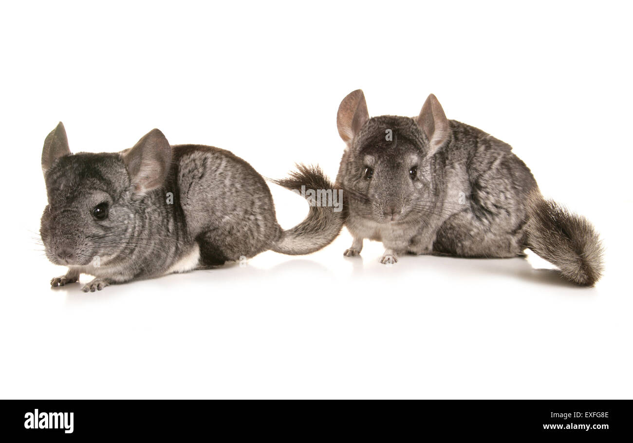 Chinchilla lanigera Two adults in a studio Stock Photo - Alamy