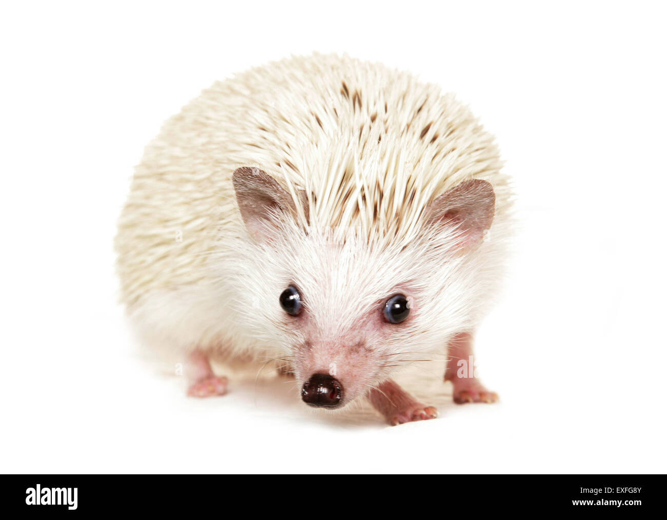 Pygmy hedgehog Atelerix albiventris Profile of single adult in a studio ...