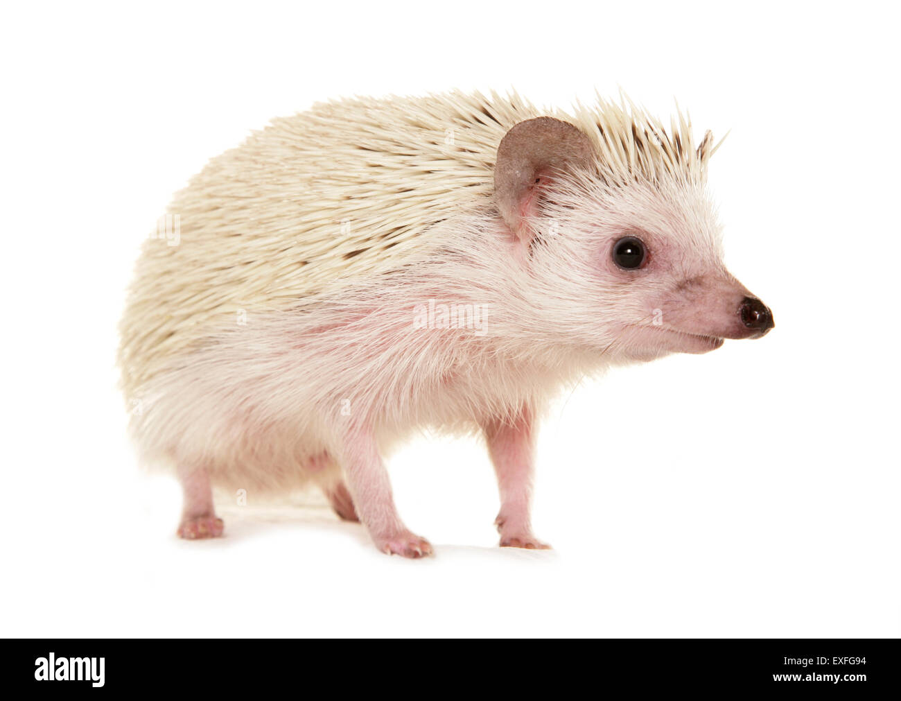 Pygmy hedgehog Atelerix albiventris Profile of single adult in a studio ...