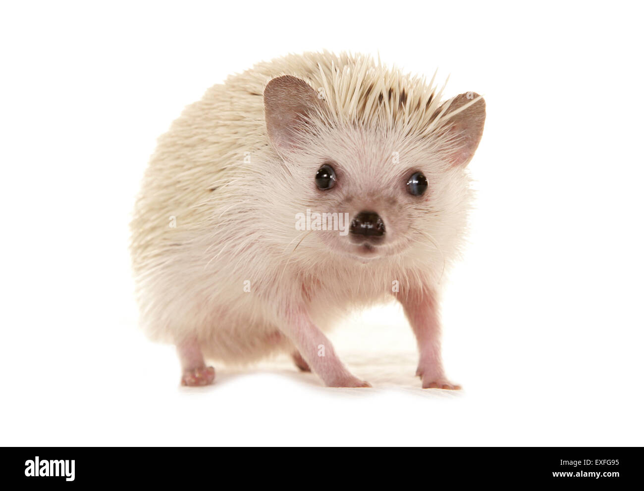 Pygmy hedgehog Atelerix albiventris Profile of single adult in a studio ...