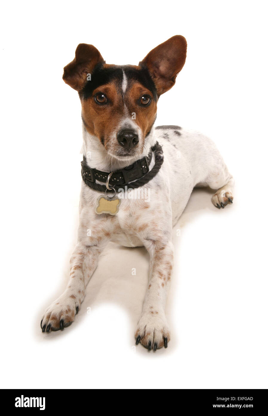 Jack russell terrier Single adult laying in a studio Stock Photo - Alamy