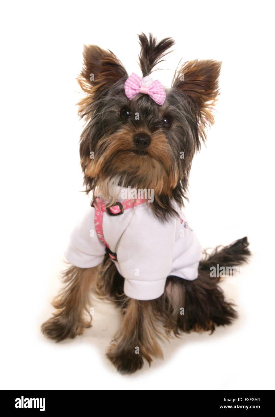 Yorkshire terrier adult sitting hi-res stock photography and images - Alamy
