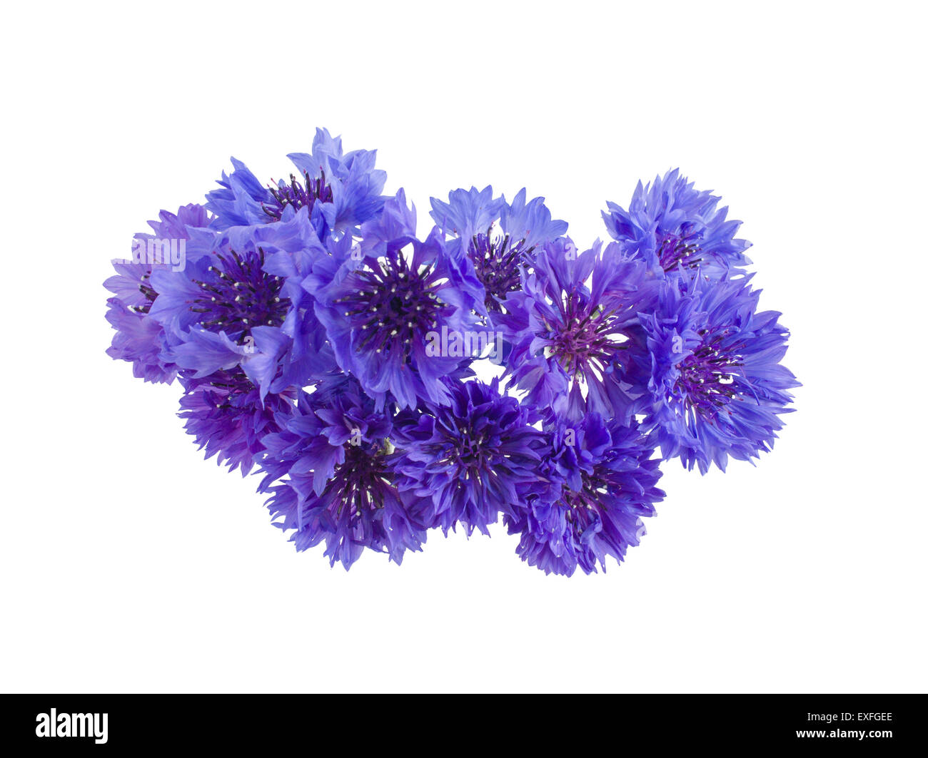 bouquet of cornflowers Stock Photo - Alamy