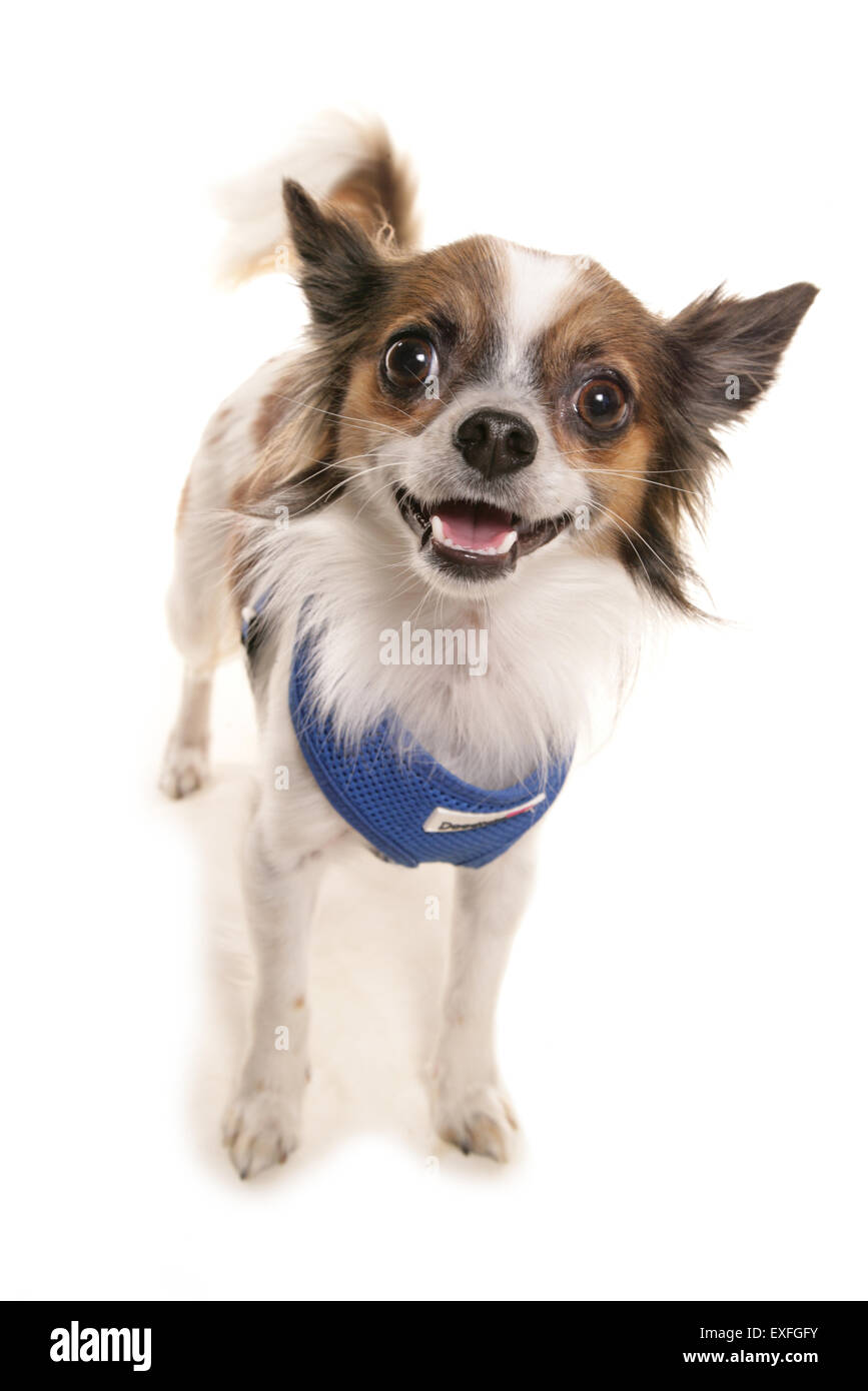 Happy chihuahua hi-res stock photography and images - Alamy