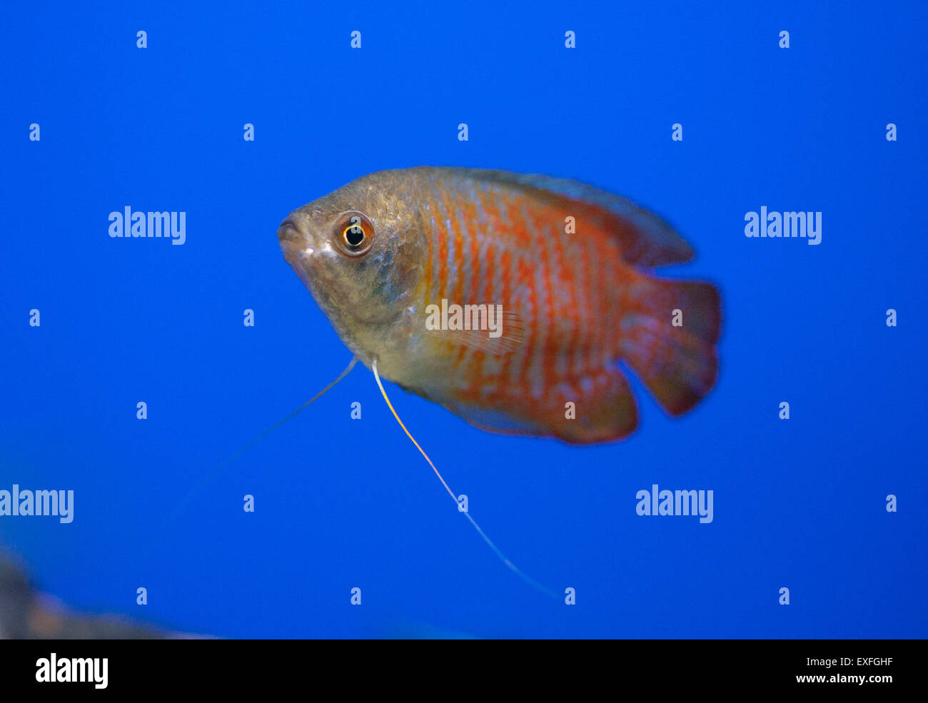 Adult fish hi-res stock photography and images - Alamy