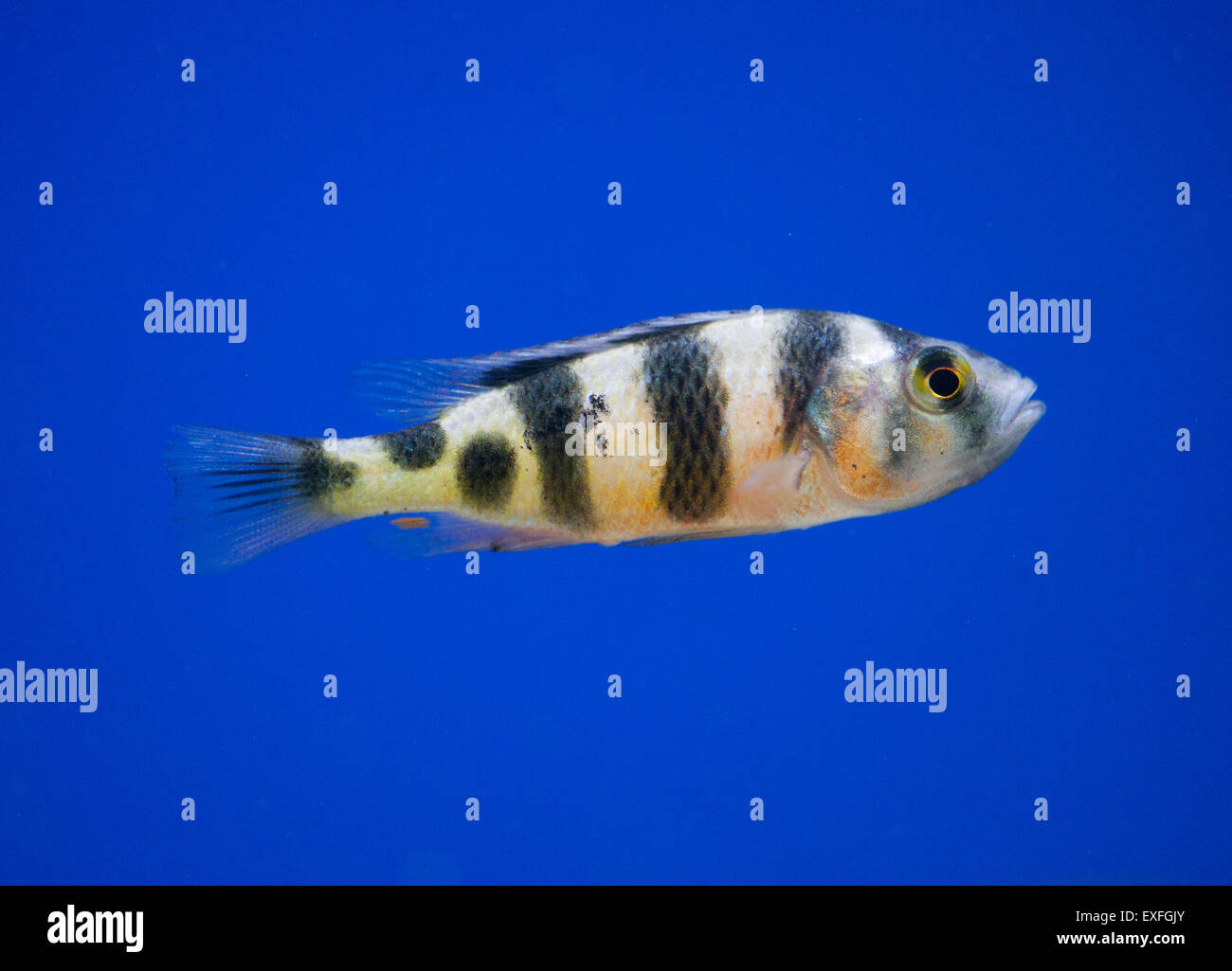 African rift lake cichlid fish Single adult in an aquarium Stock Photo ...