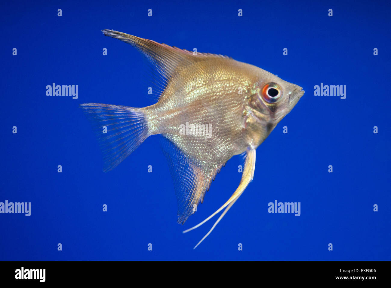 Freshwater angelfish hi-res stock photography and images - Alamy