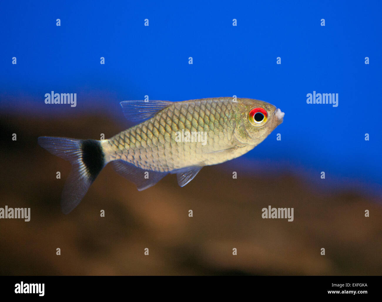 Tetrahymena Rotulado Red Eye Tetra Moenkhausia Sanctaefilomenae Fish