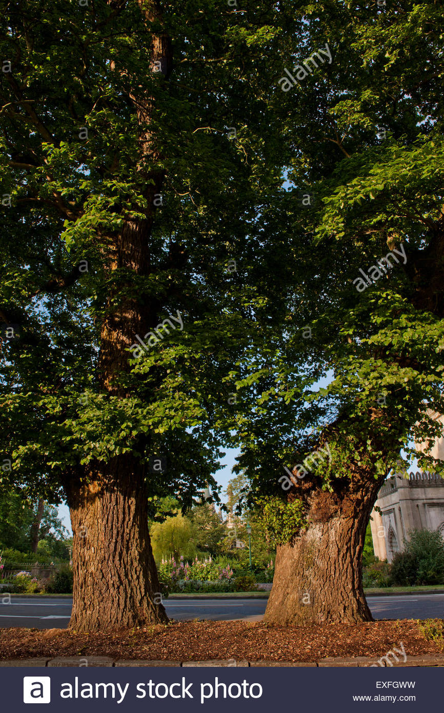 Elms Stock Photos & Elms Stock Images - Alamy