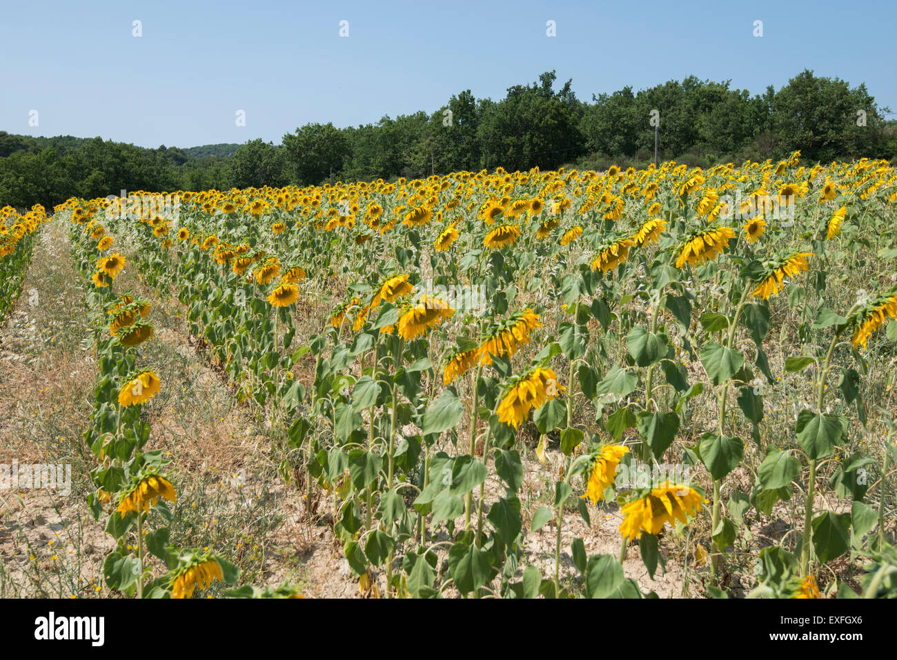 A field of sunflowers, Provence France EU Stock Photo - Alamy