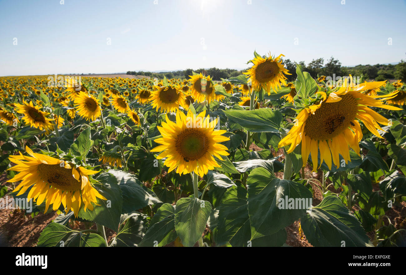 A field of sunflowers, Provence France EU Stock Photo - Alamy