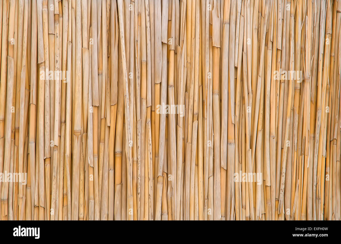 Background of dry stalks of cane closeup Stock Photo - Alamy