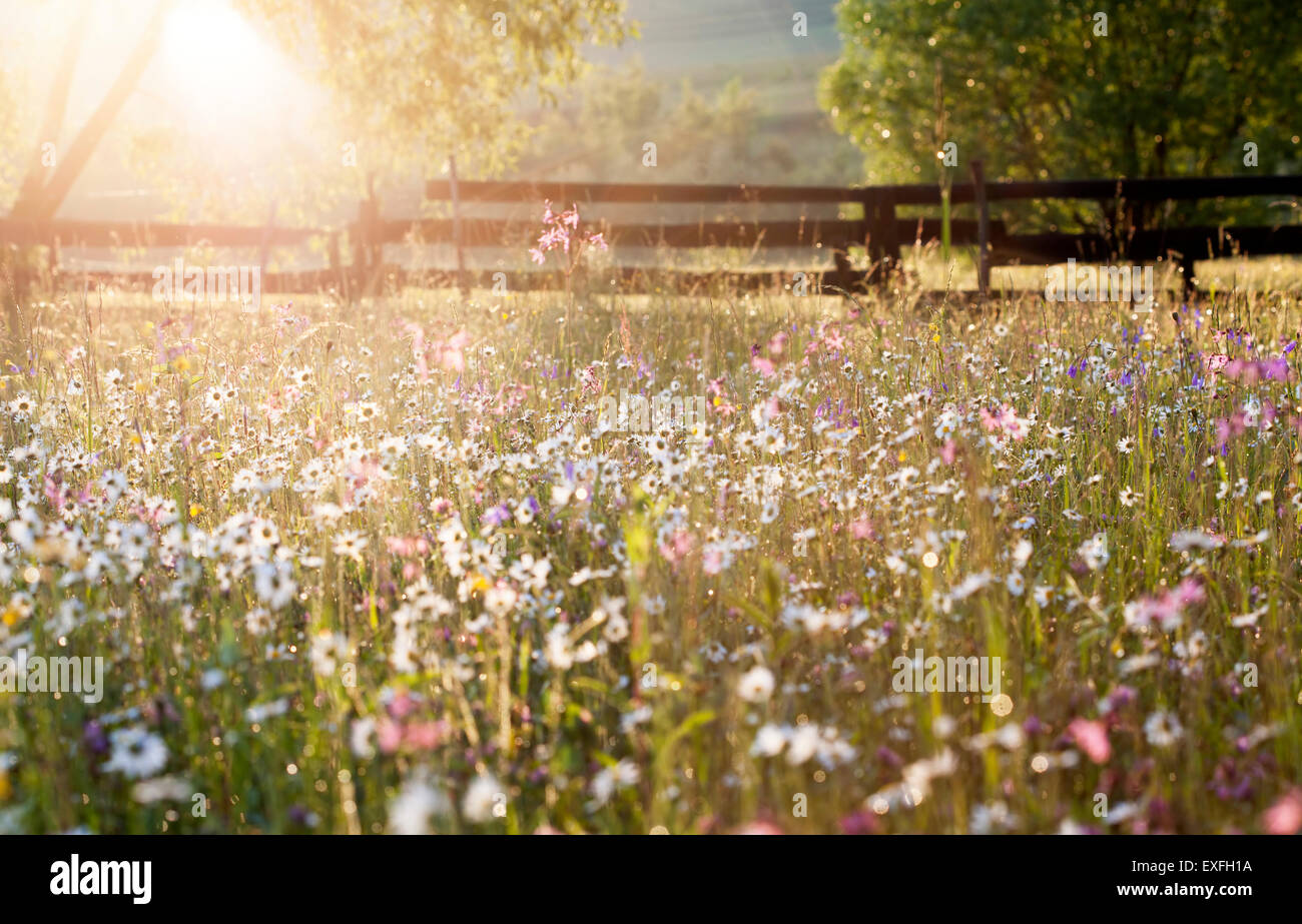 Summer meadow full with daises - retro photo Stock Photo - Alamy