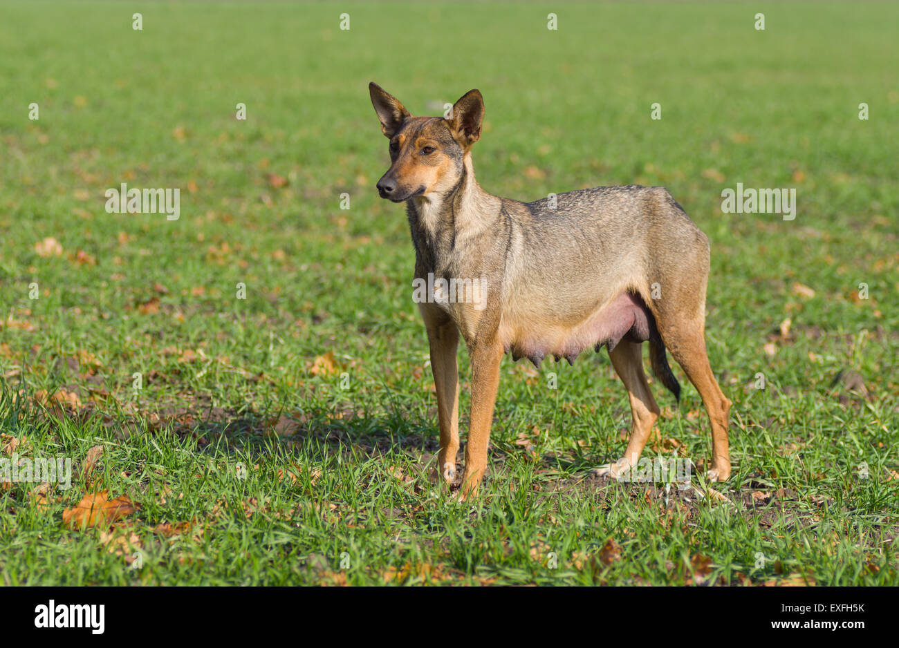 Stray female dog (nursing mother) looking in distance with hope Stock ...