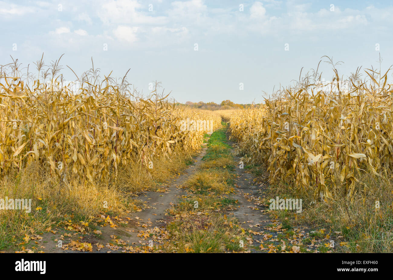 Landscape with maize field and country road at fall season Stock Photo ...