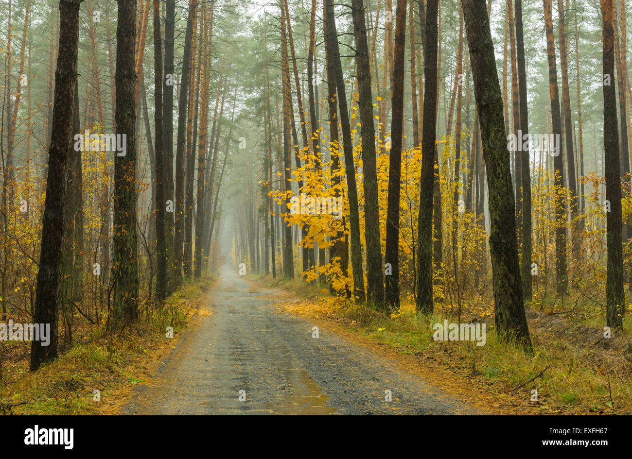 Mist rain forest hi-res stock photography and images - Alamy