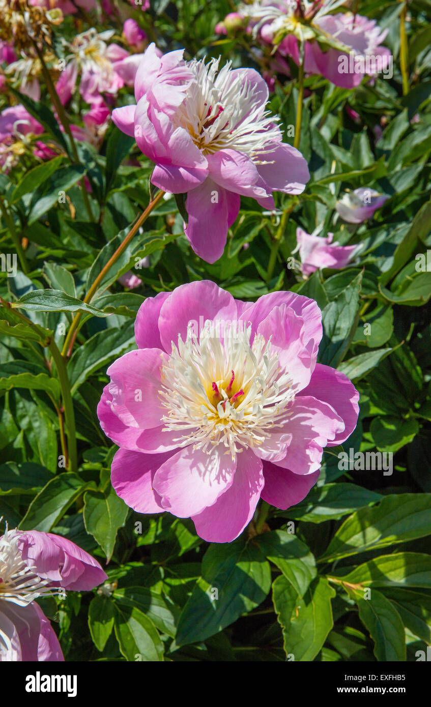 Flamboyant pink and white Peony flowers in an English garden in summer ...