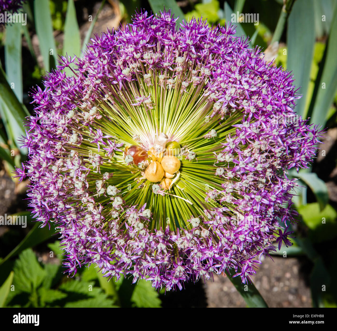 Bulbils hi-res stock photography and images - Alamy