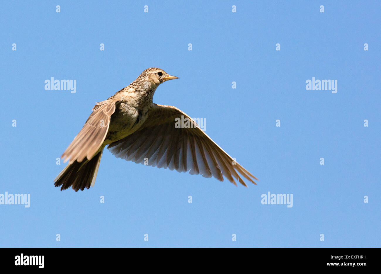 Skylark flying hi-res stock photography and images - Alamy