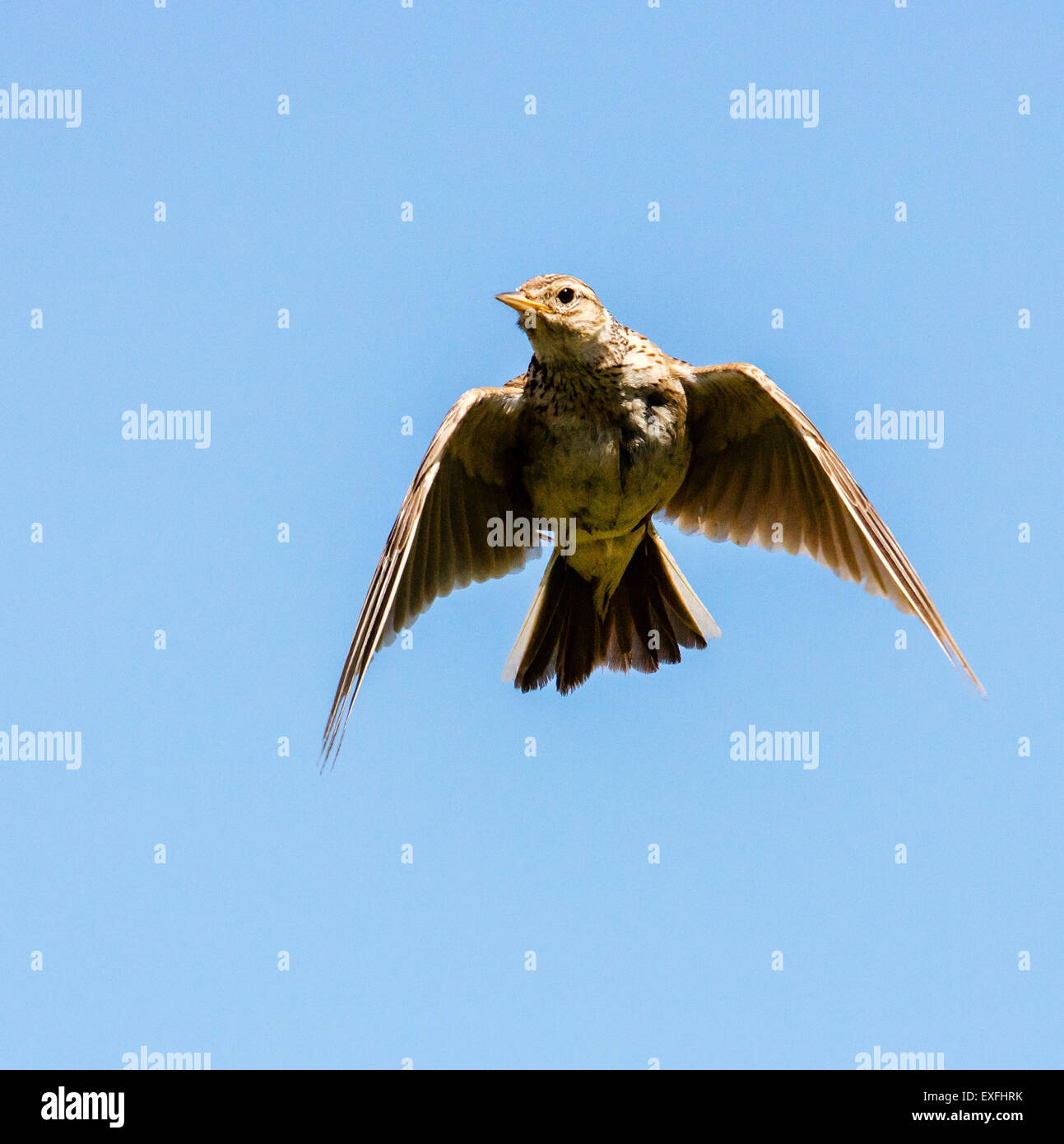 Skylark Flying High Resolution Stock Photography and Images - Alamy