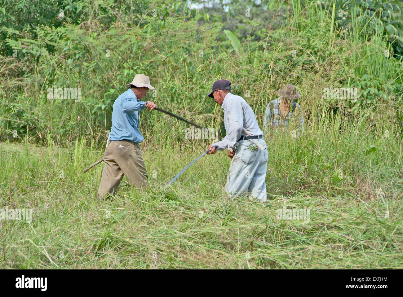 BOQUETE CHIRIQUI, PANAMA, DECEMBER 17, 2006. Panamean men cutting hay ...