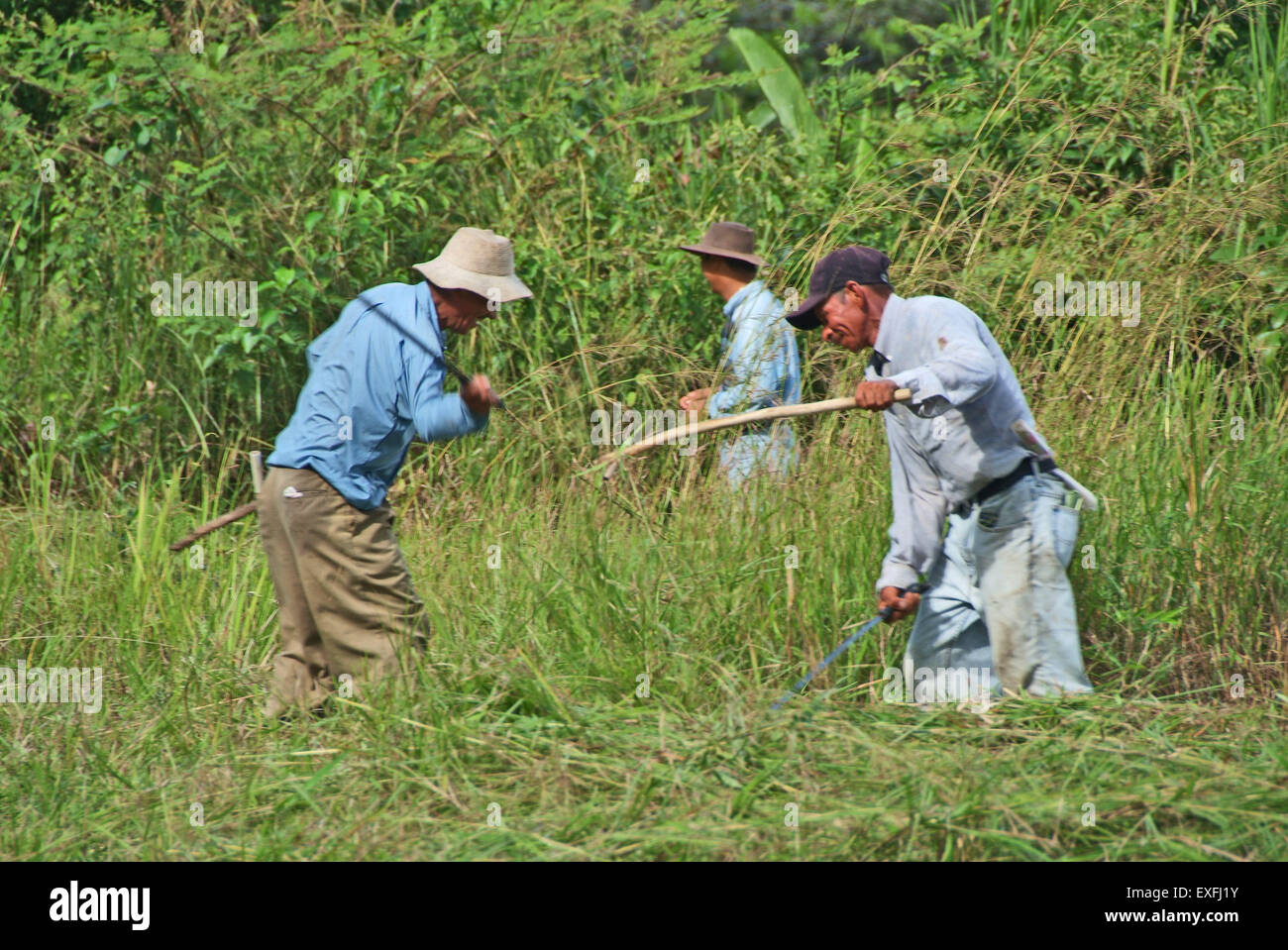BOQUETE CHIRIQUI, PANAMA, DECEMBER 17, 2006. Panamean men cutting hay ...