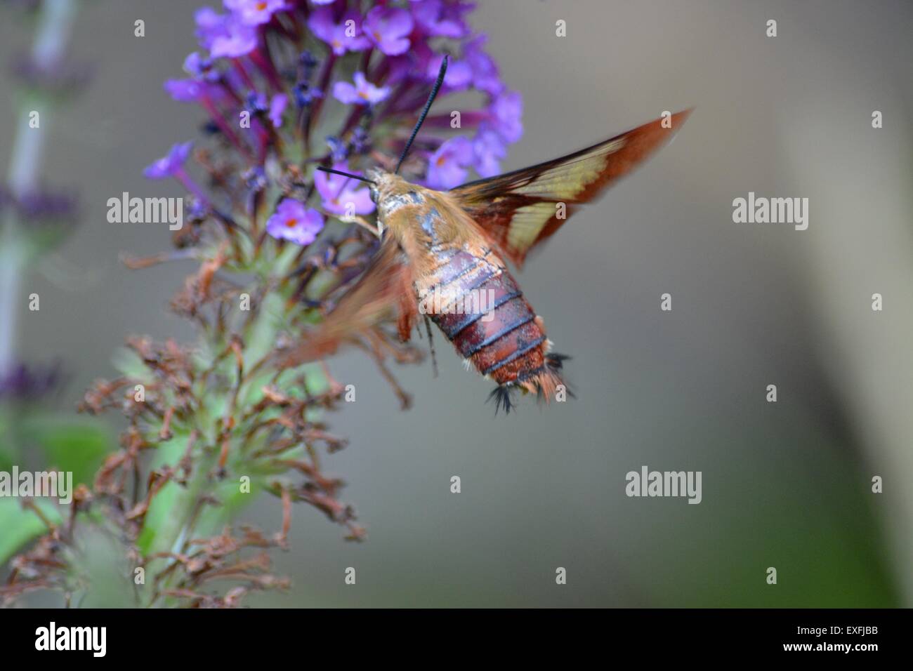 wildlife, hummingbird moth on butterfly bush, insect, nature Stock ...