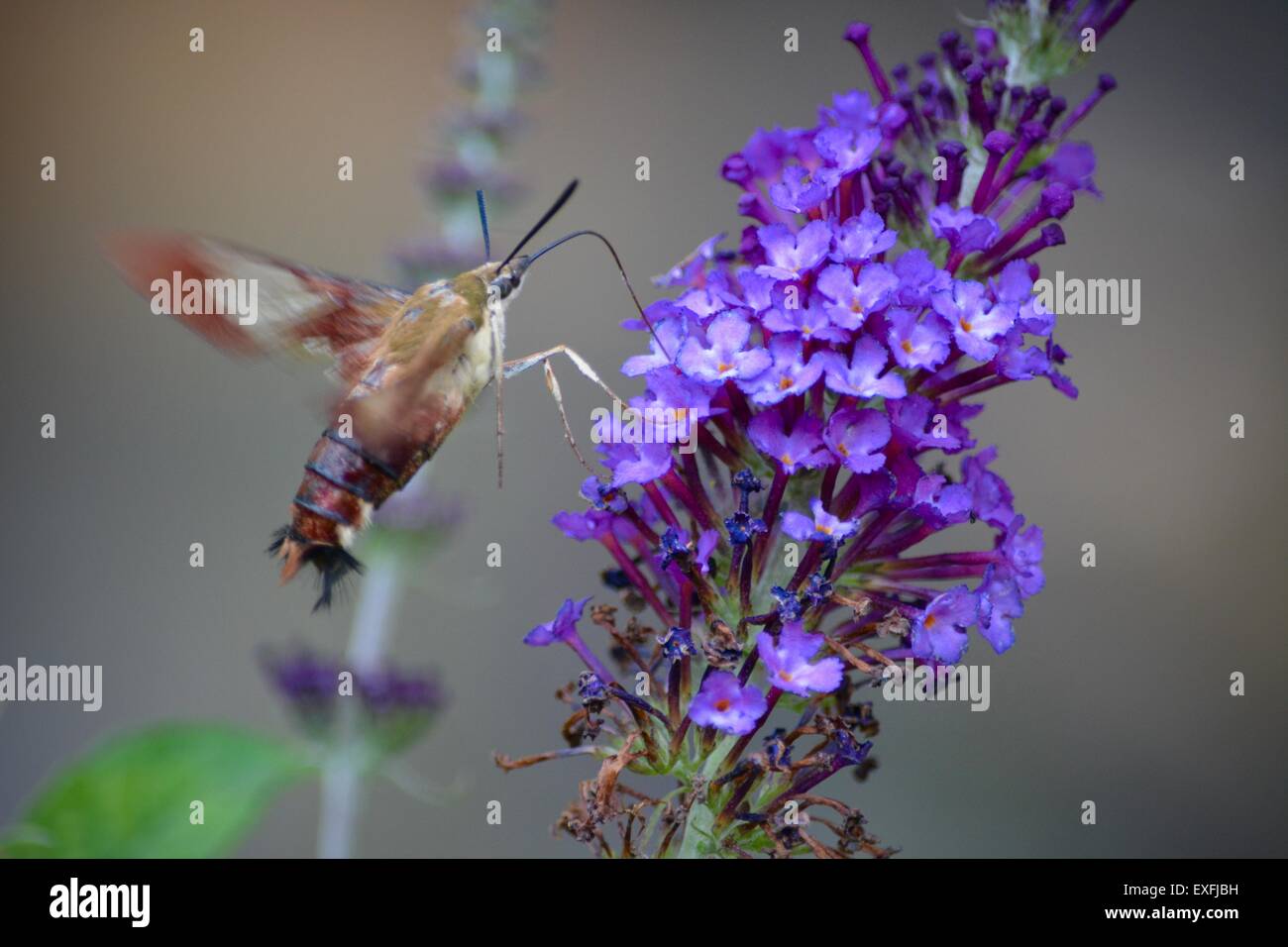 wildlife, hummingbird moth on butterfly bush, insect, nature Stock ...