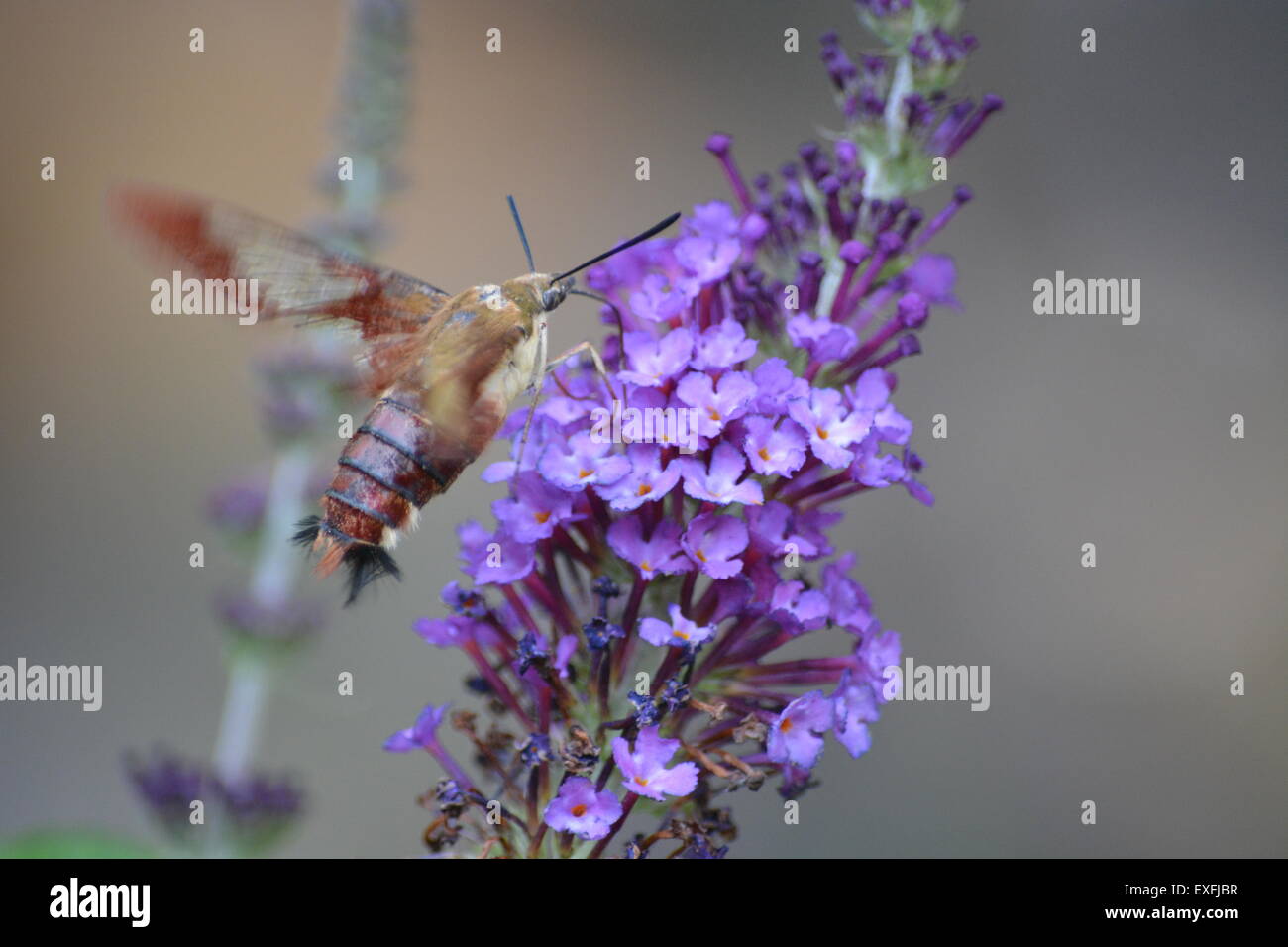 wildlife, hummingbird moth on butterfly bush, insect, nature Stock ...