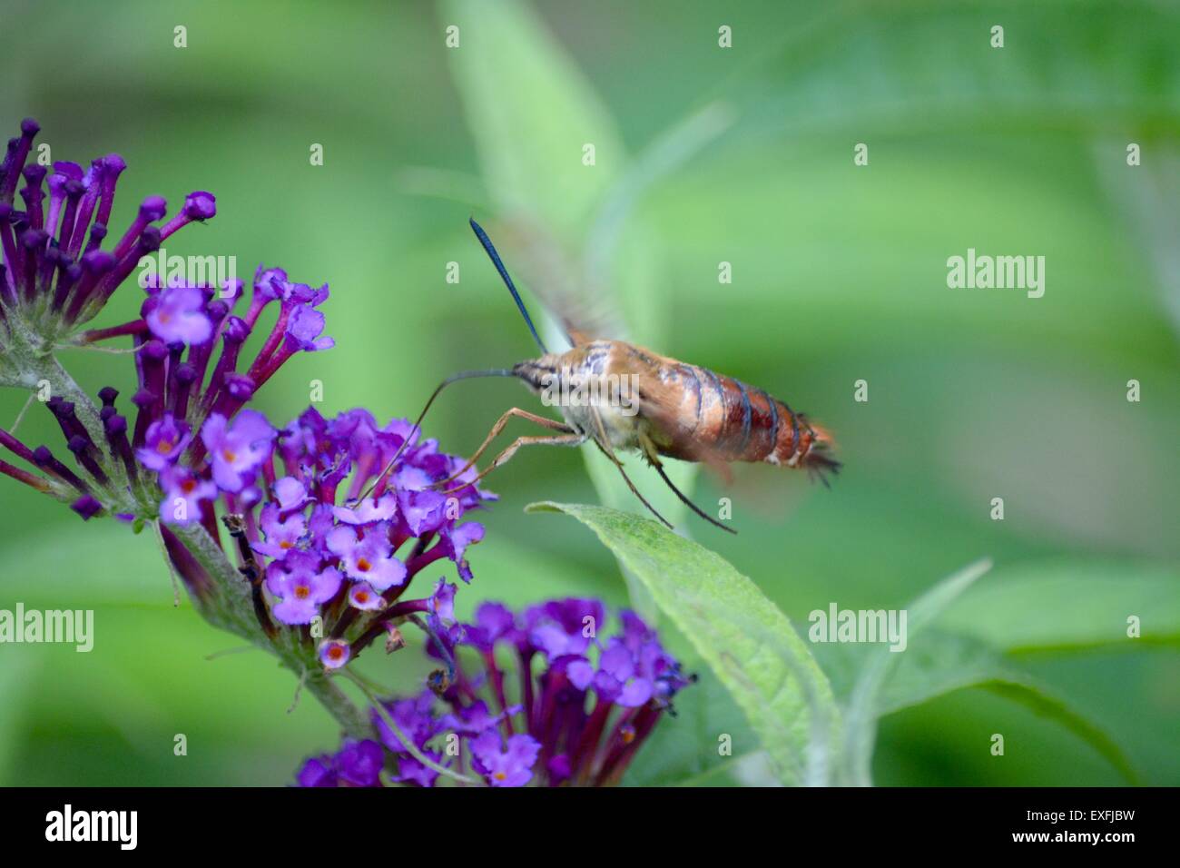 wildlife, hummingbird moth on butterfly bush, insect, nature Stock ...