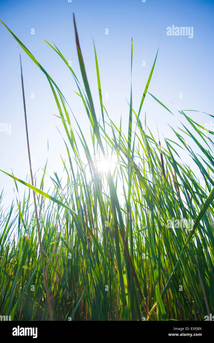 Sun blades hi-res stock photography and images - Alamy