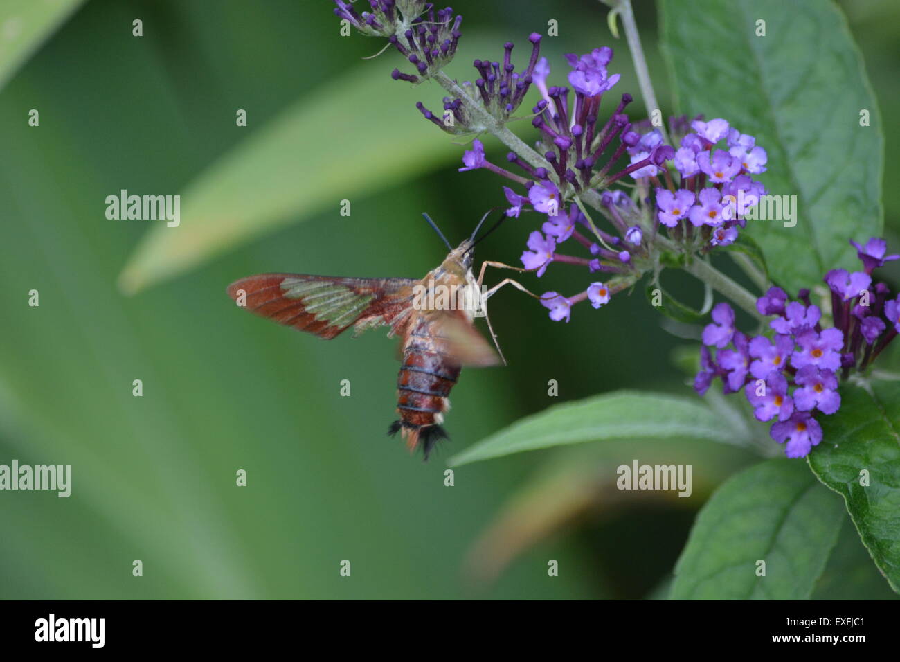 wildlife, hummingbird moth on butterfly bush, insect, nature Stock ...